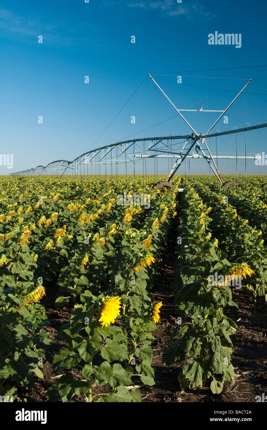 a center point irrigation system in a field of sunflowers Stock Photo ...