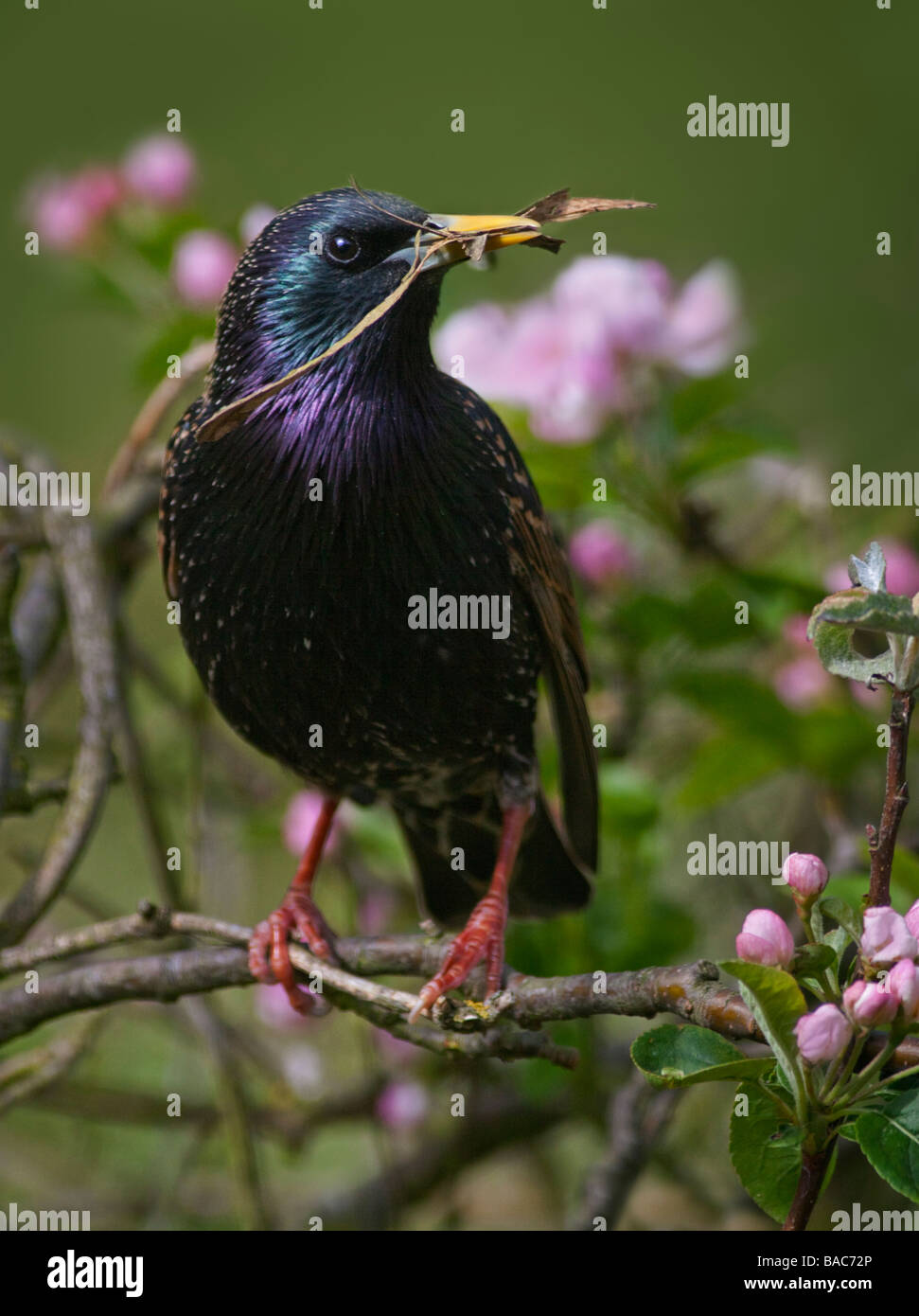 Common Starling (sturnus vulgaris) with Nesting Material Stock Photo ...