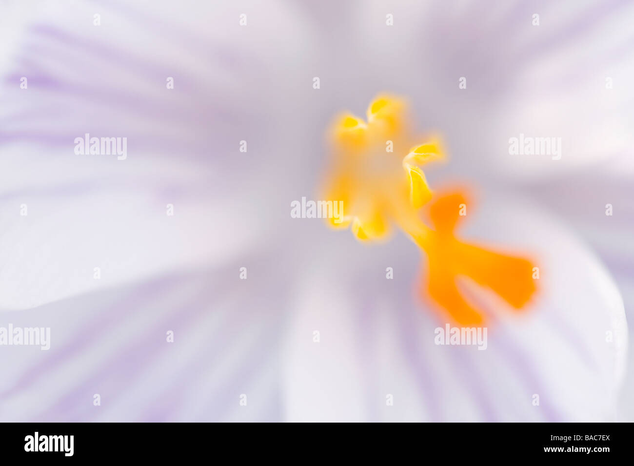 Crocus bloom flower hi-res stock photography and images - Alamy