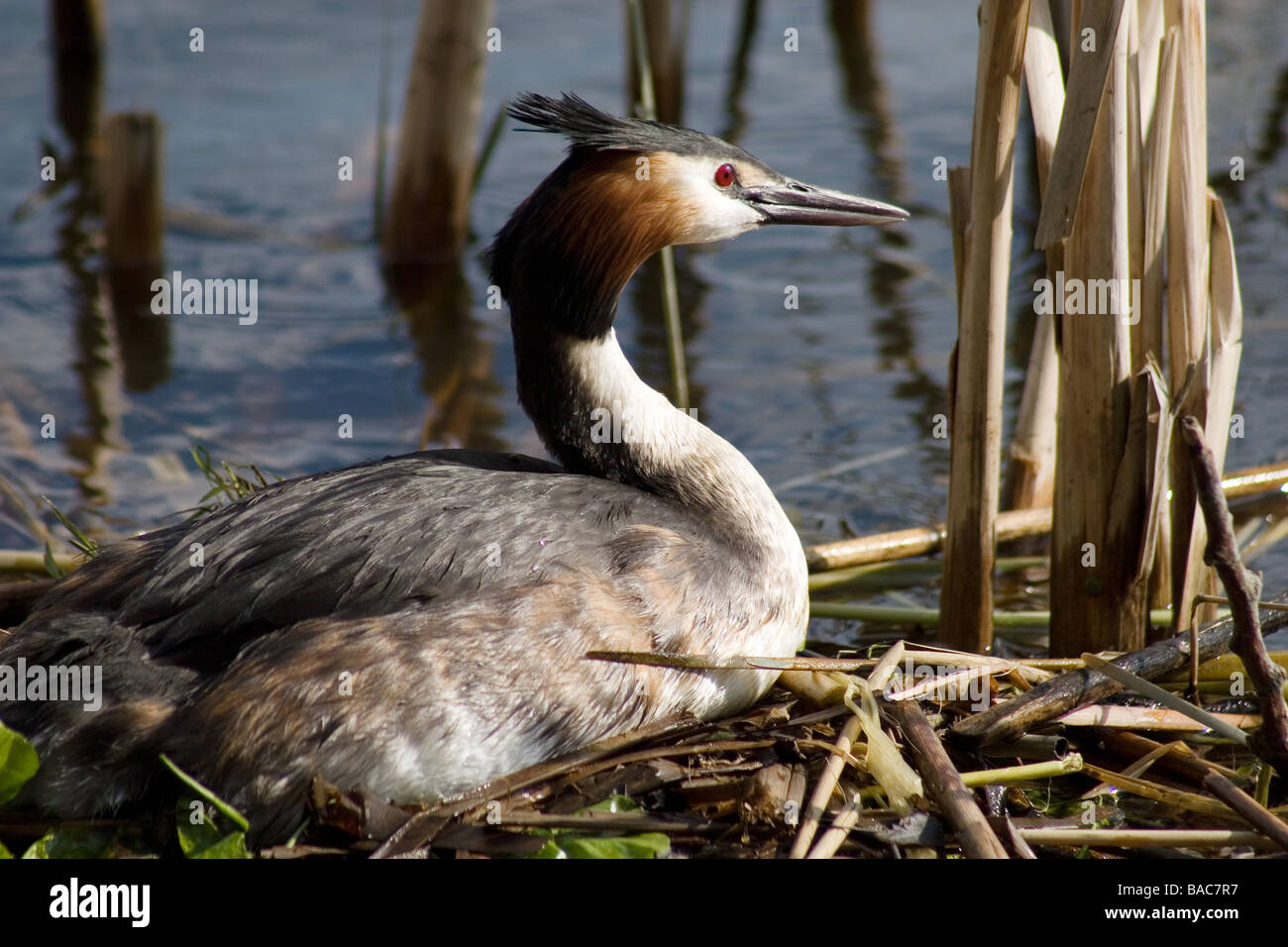 Portrait ponds hi-res stock photography and images - Alamy