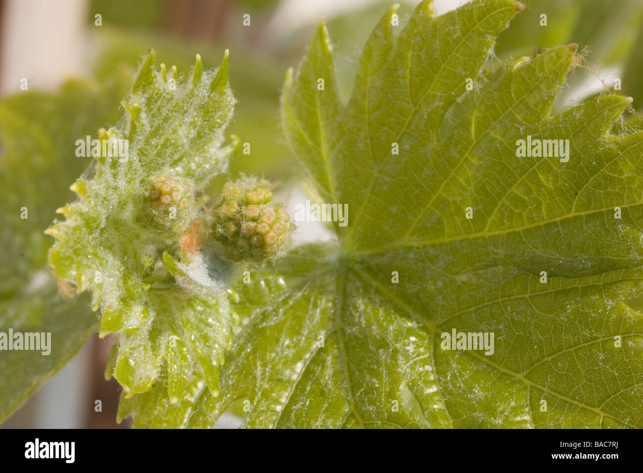 Grape vine blossom hi-res stock photography and images - Alamy