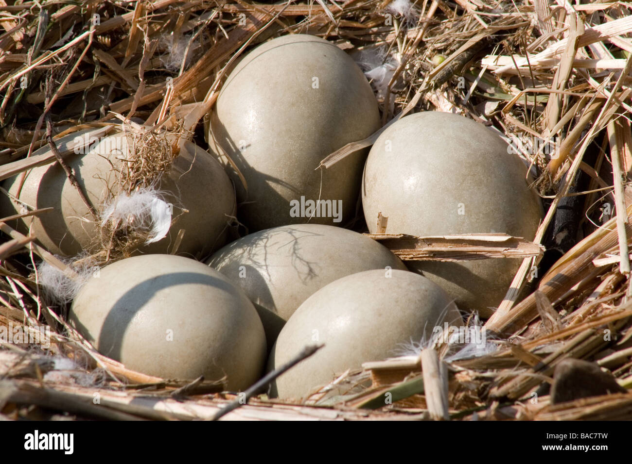 Six eggs hi-res stock photography and images - Alamy