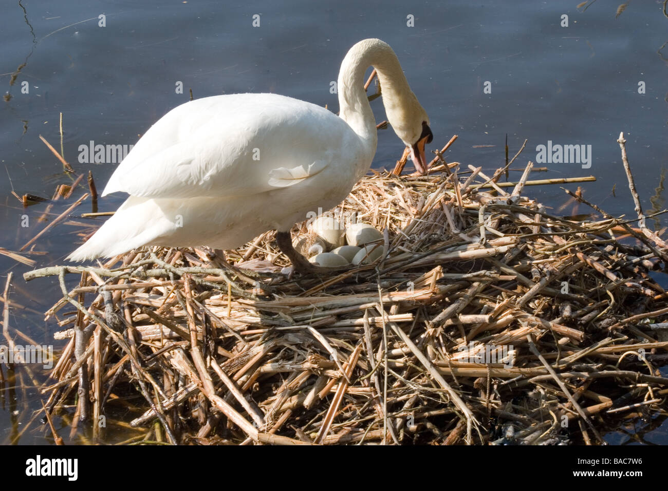 Swans hatching hi-res stock photography and images - Alamy