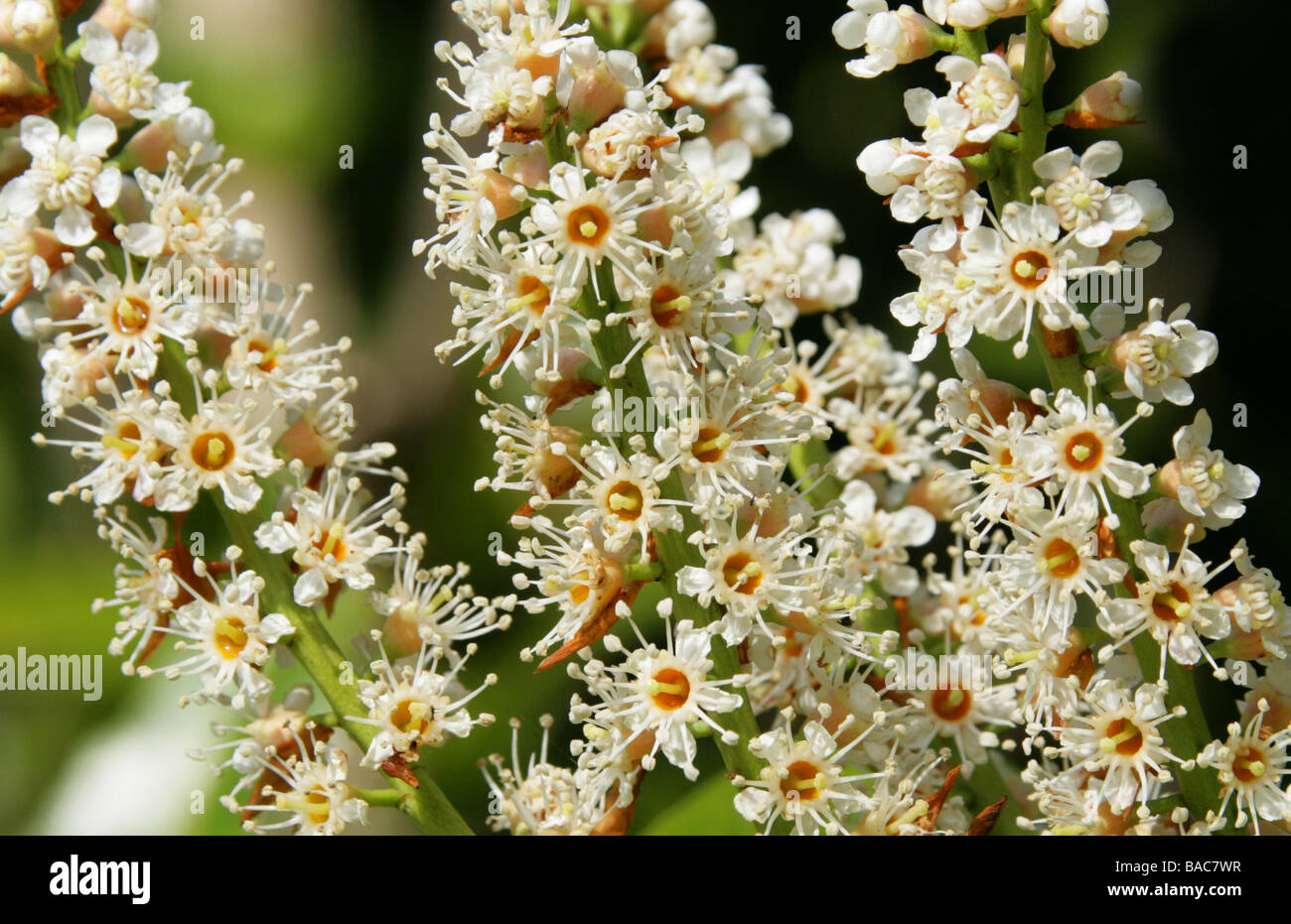 Cherry Laurel or English Laurel, Prunus laurocerasus, Rosaceae Stock ...