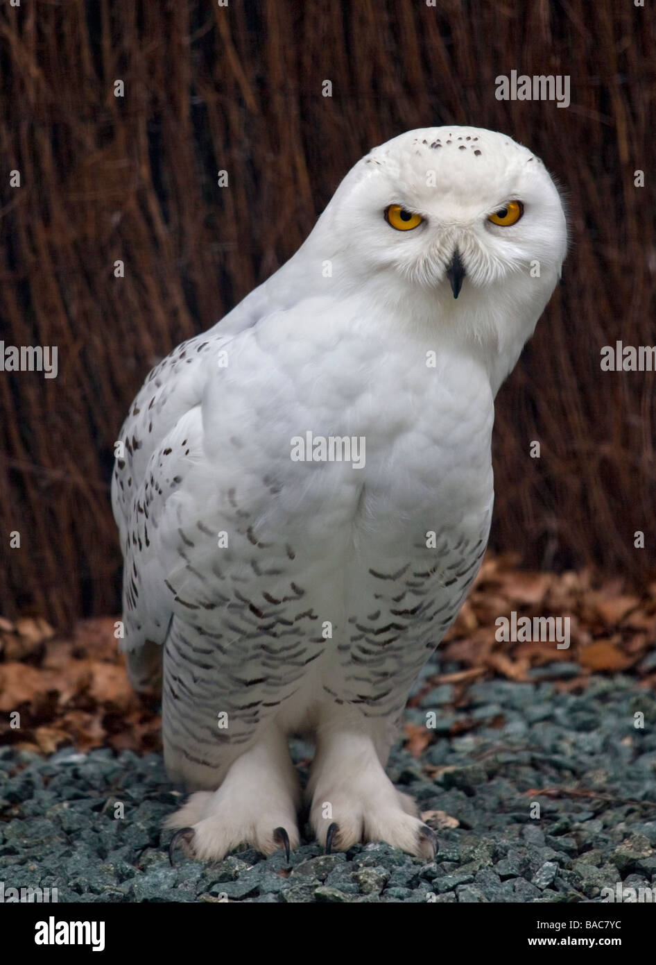 Male snowy owls hi-res stock photography and images - Alamy