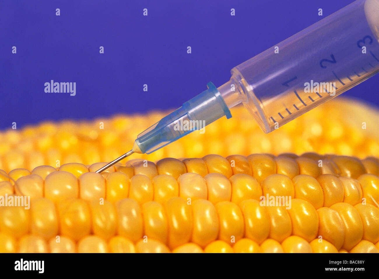 Genetic maize hi-res stock photography and images - Alamy