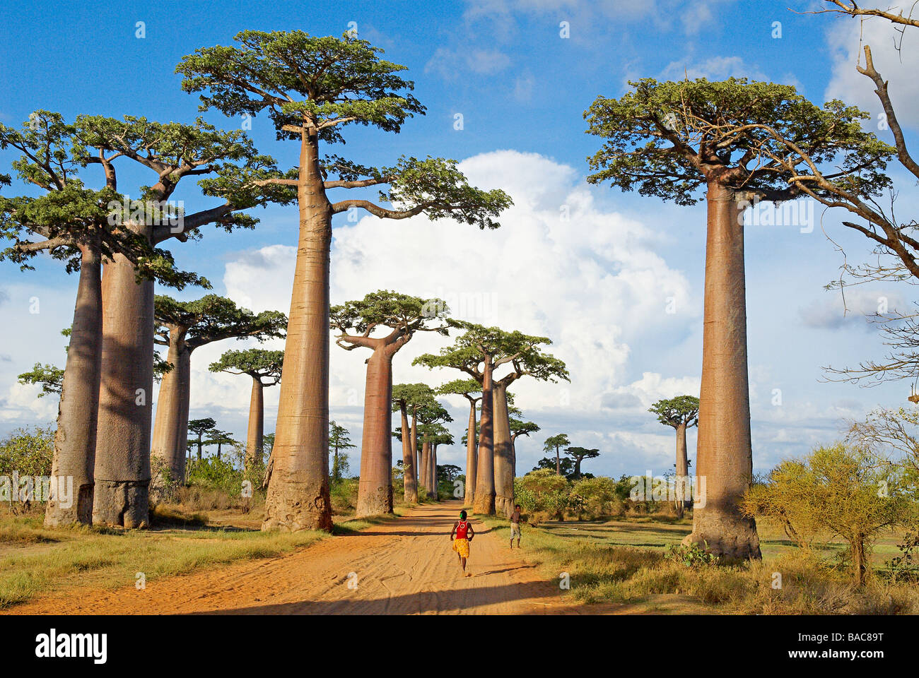 Madagascar region morondava alley view hi-res stock photography and ...