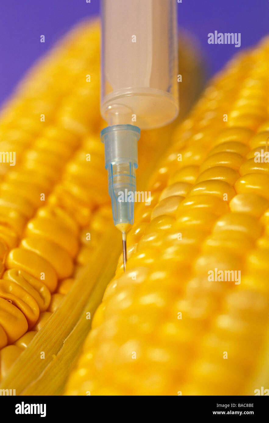 Genetic maize hi-res stock photography and images - Alamy