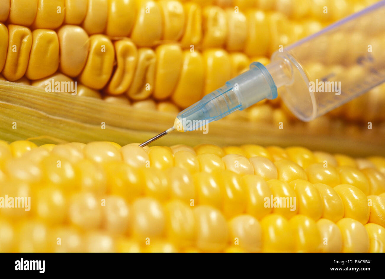 Transgenic crops hi-res stock photography and images - Alamy