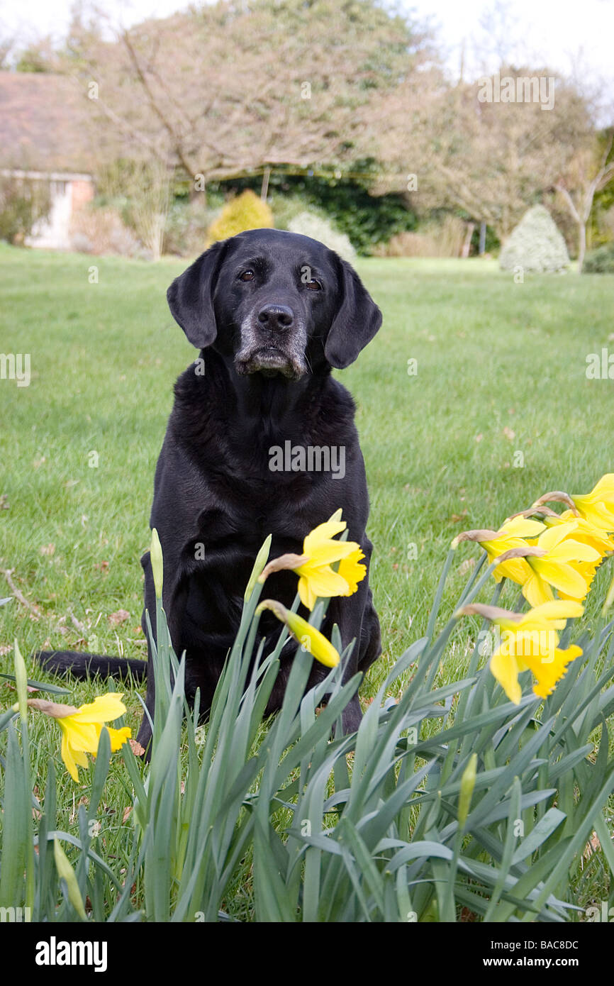 elderly black labrador sitting in garden Stock Photo - Alamy