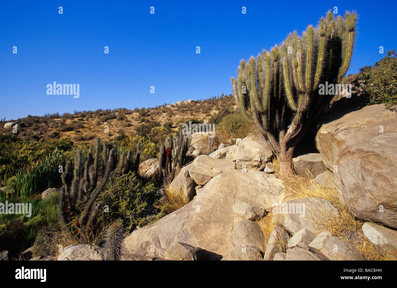 Chile, Coquimbo Region, Limari valley, Tabali, arid landscape and ...