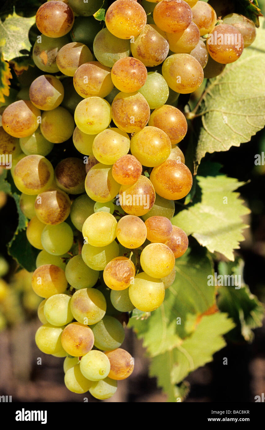 Limari valley chile hi-res stock photography and images - Alamy