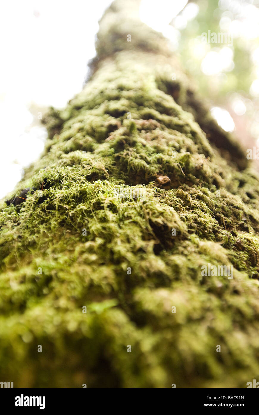 Moss mossy sequoia tree hi-res stock photography and images - Alamy