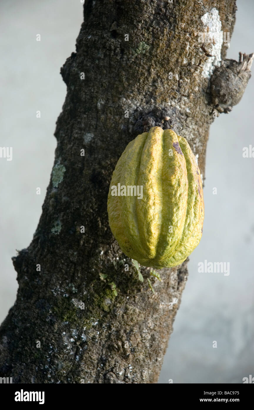Caribbean cacao pod hi-res stock photography and images - Alamy