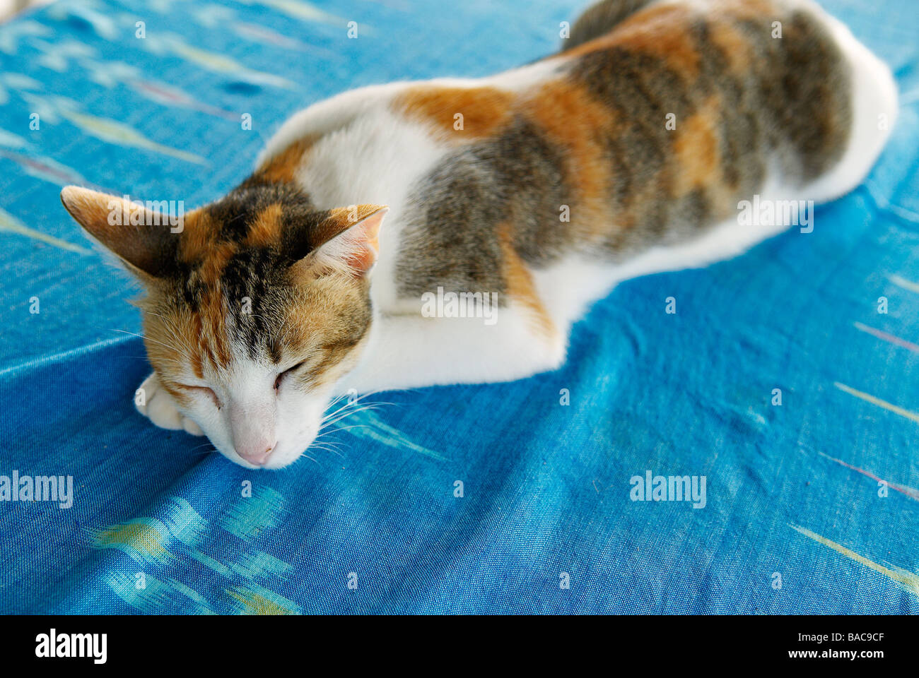 Indonesia, Flores, Sunda Islands, cat Stock Photo - Alamy