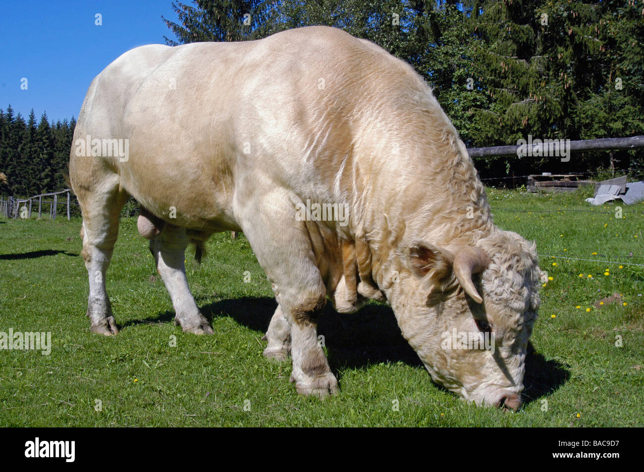Strong bull hi-res stock photography and images - Alamy