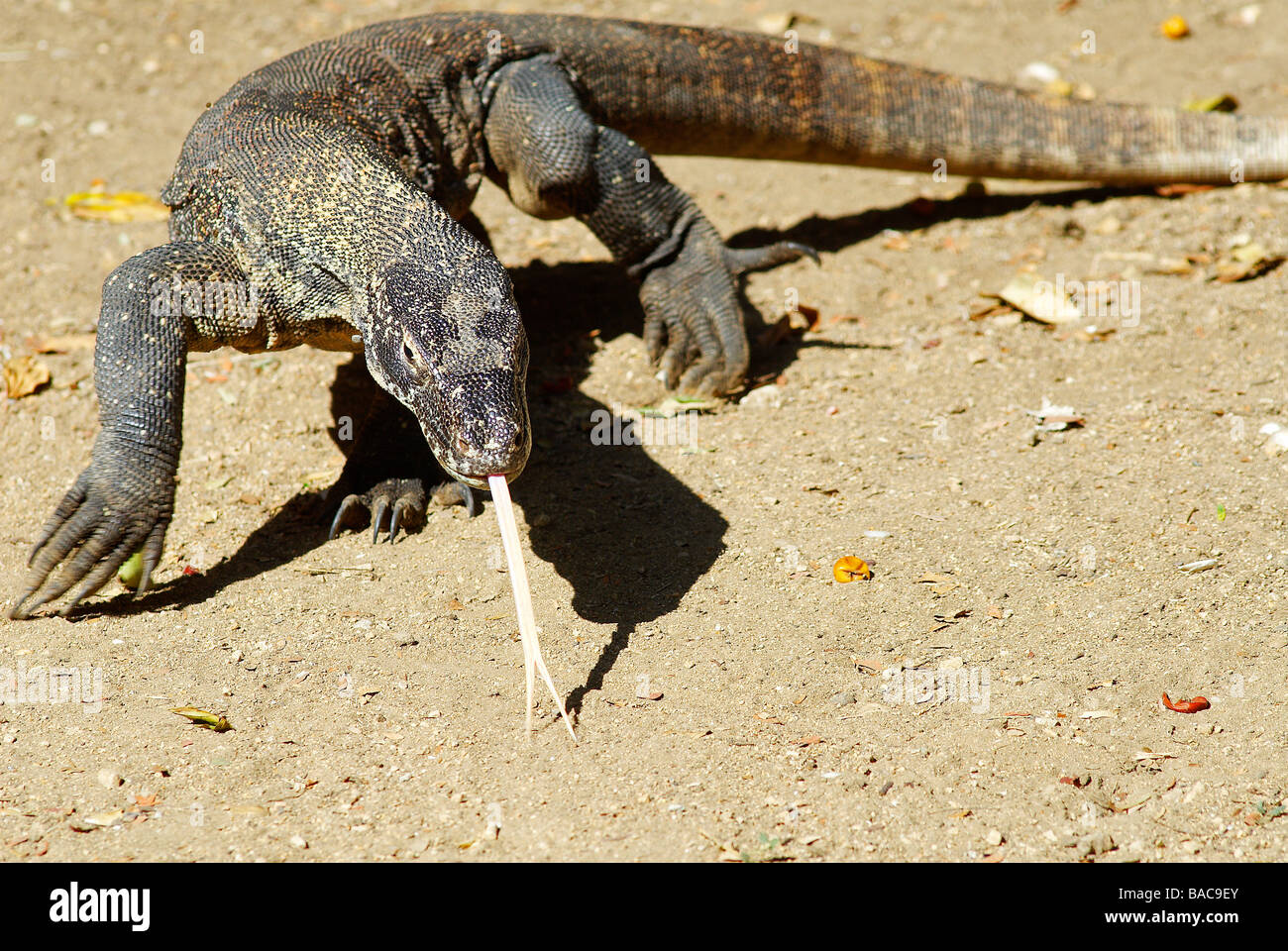 Indonesia, Rinca Island, Komodo National Park classified as World ...