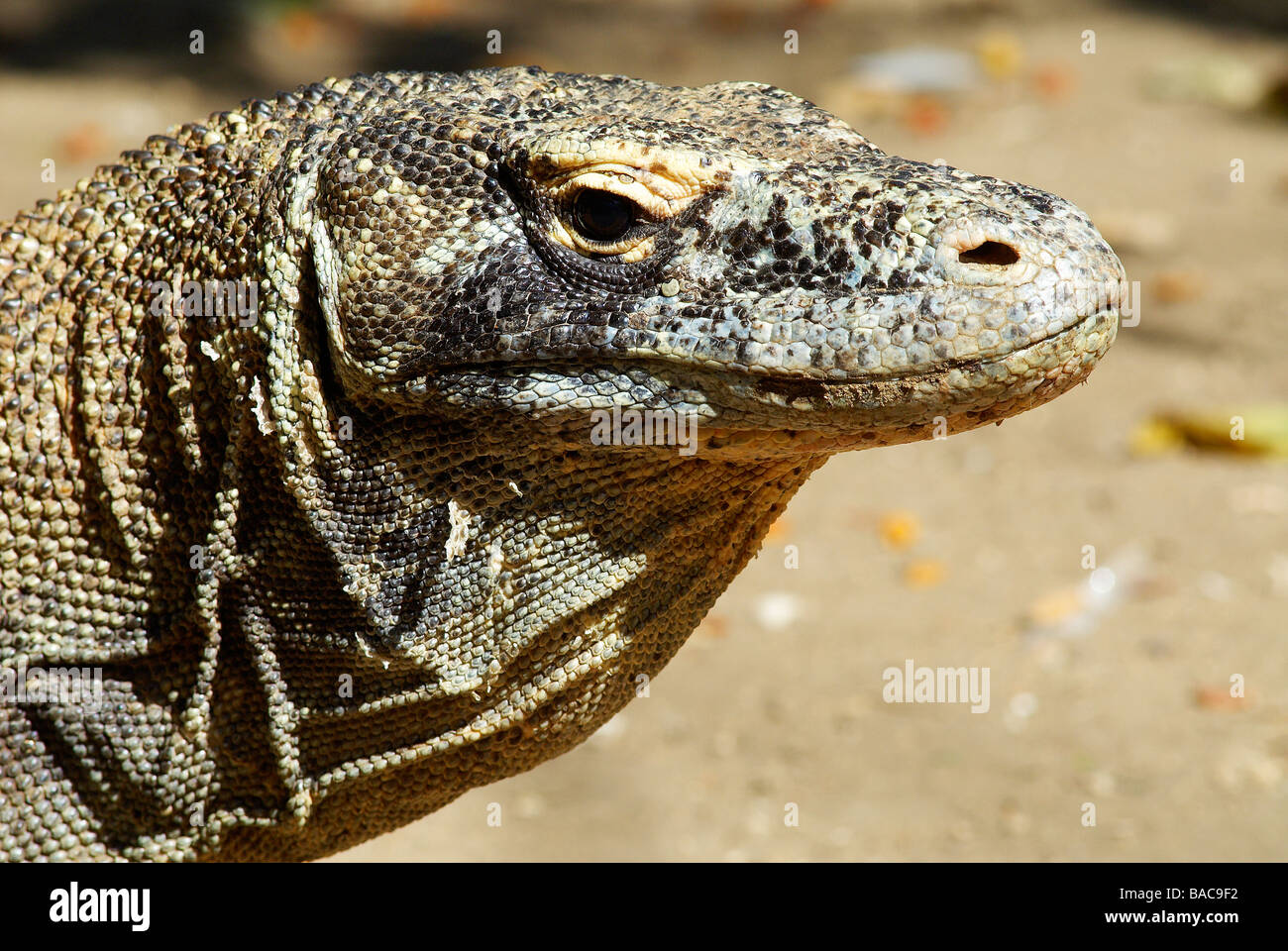 Indonesia, Rinca Island, Komodo National Park classified as World ...