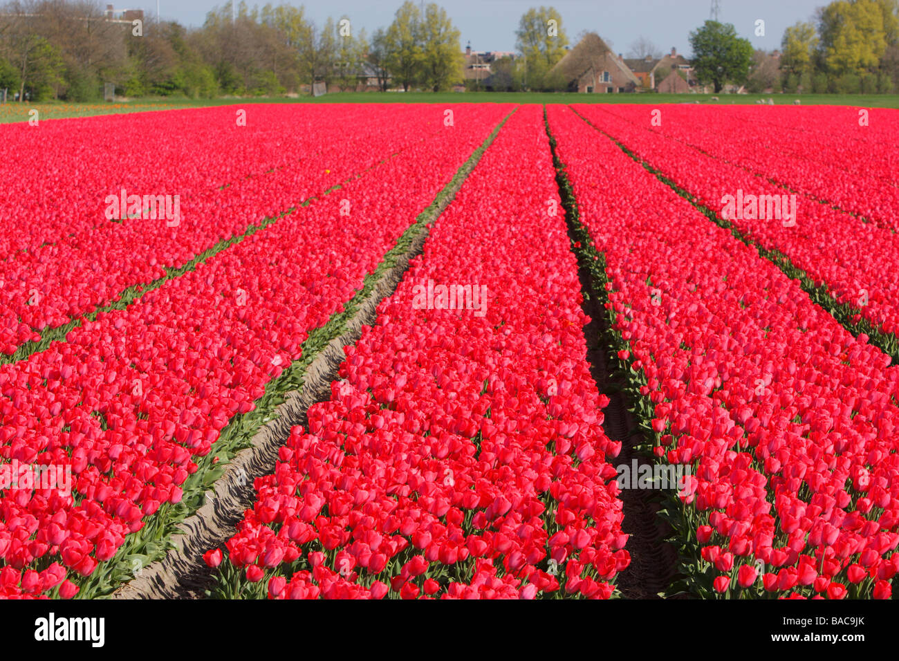 Fields of tulips, Town of Lisse area, Netherlands Stock Photo - Alamy