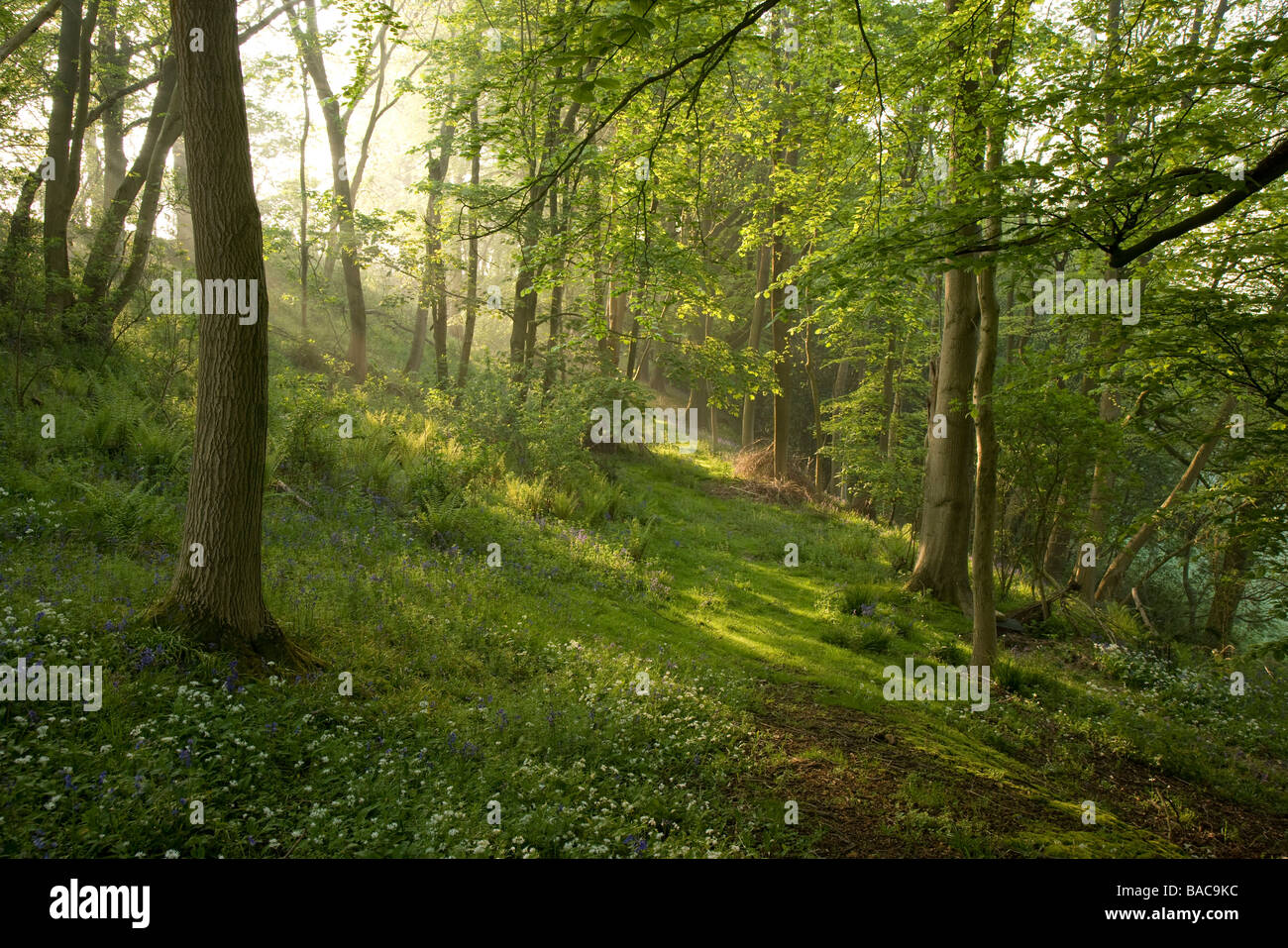 Beech wood spring hi-res stock photography and images - Alamy