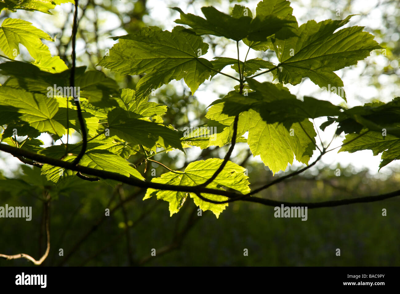 Sycamore leaves in spring Stock Photo - Alamy