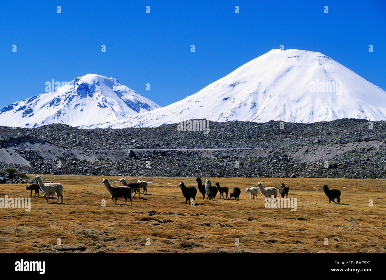 Chile, Tarapaca Region, Lauca National Park, on the left Pommerats ...