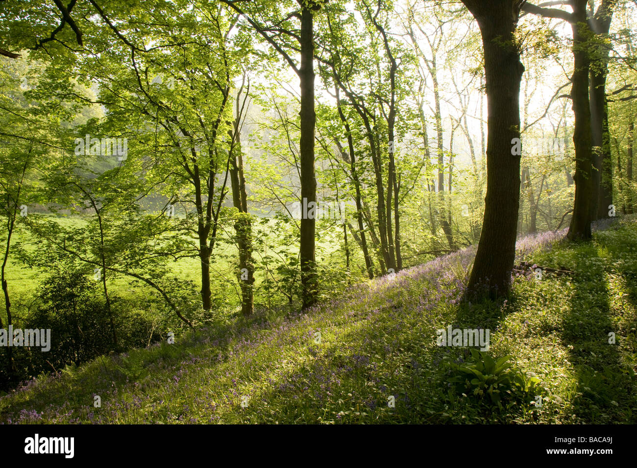 Beech wood in spring Stock Photo - Alamy