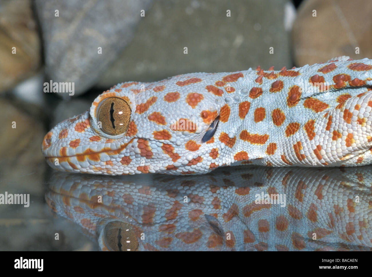 Adult Tokay Gecko Sound