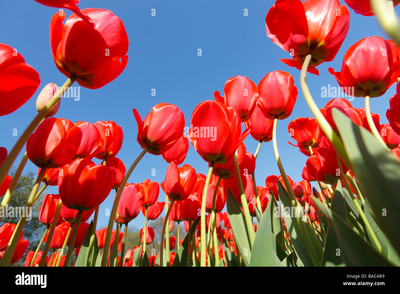 Fields of tulips, Town of Lisse area, Netherlands Stock Photo - Alamy