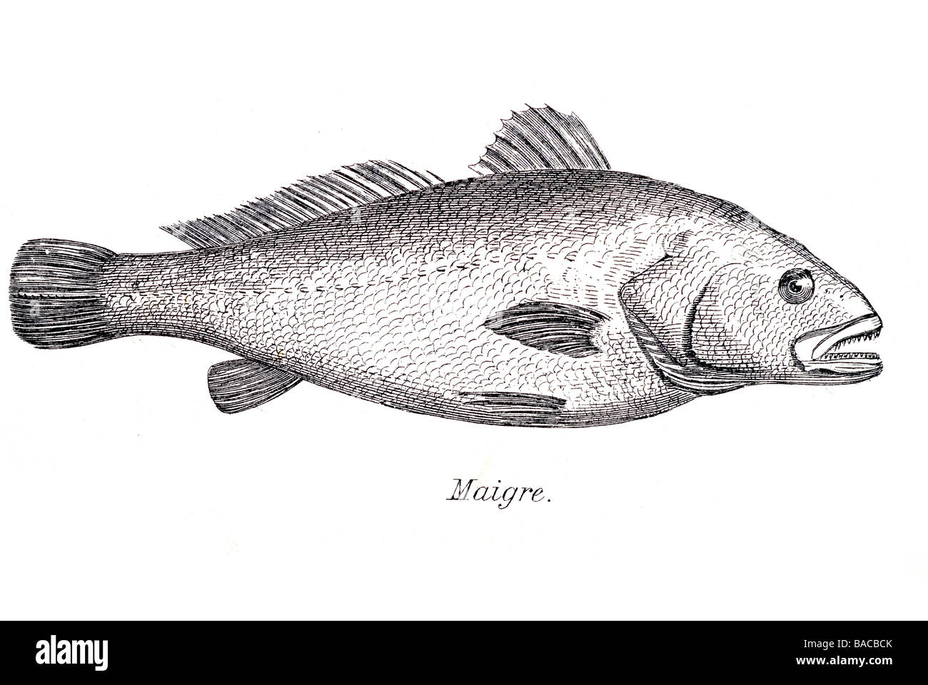 Maigre hi-res stock photography and images - Alamy