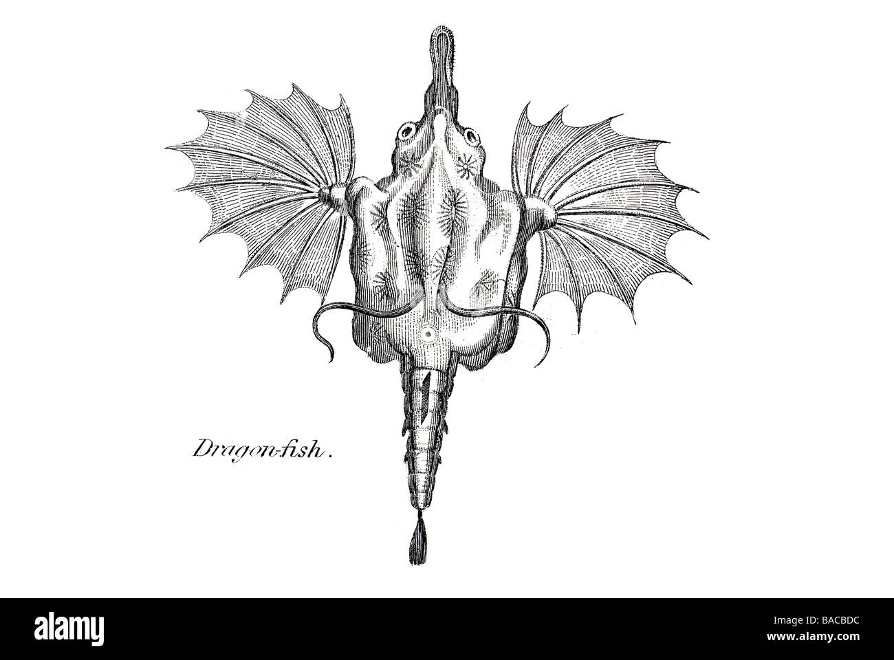 Dragonfish hi-res stock photography and images - Alamy