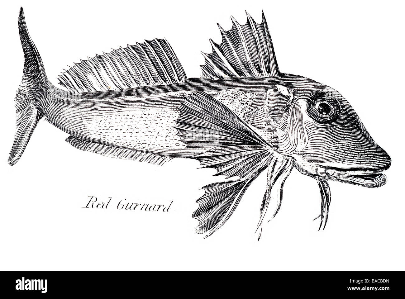 red gurnard 1822 Stock Photo - Alamy