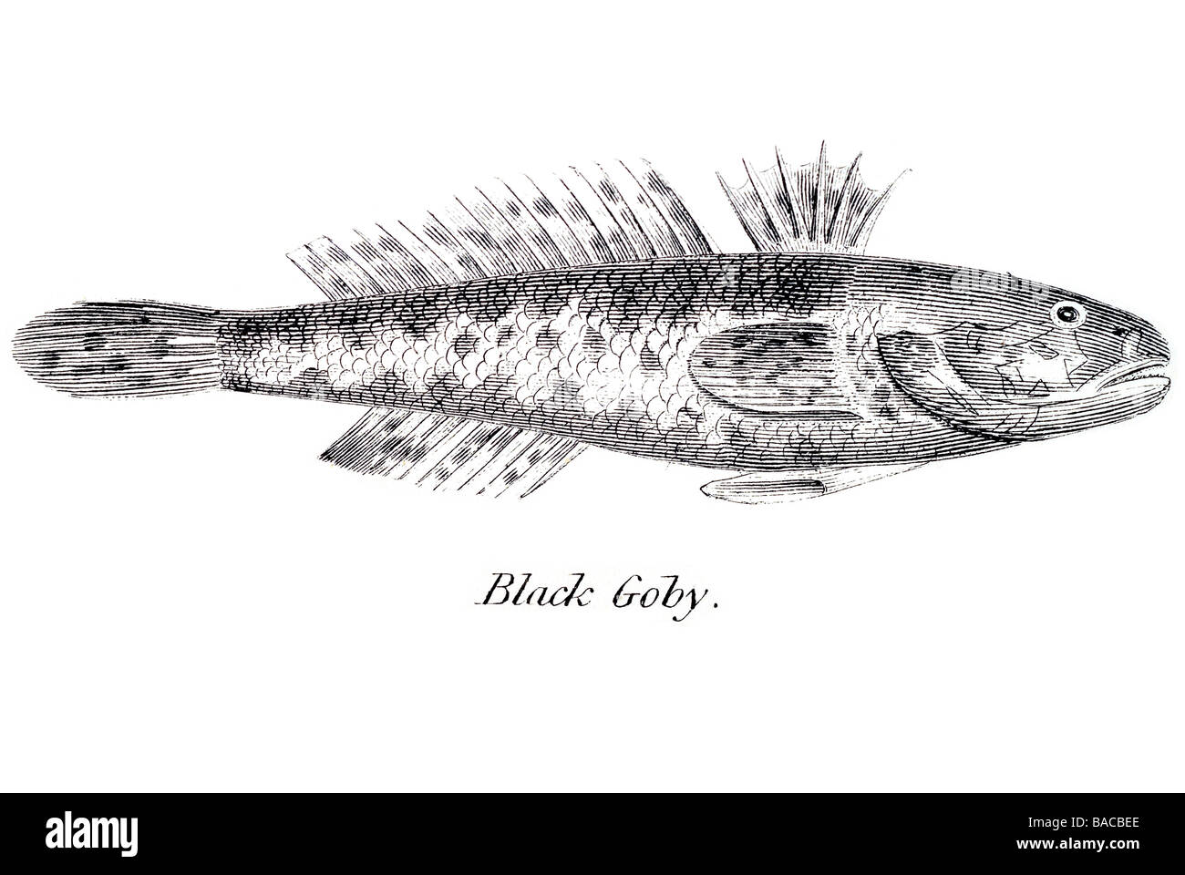 black goby Gobius niger Eastern Atlantic Mediterranean Sea estuaries ...