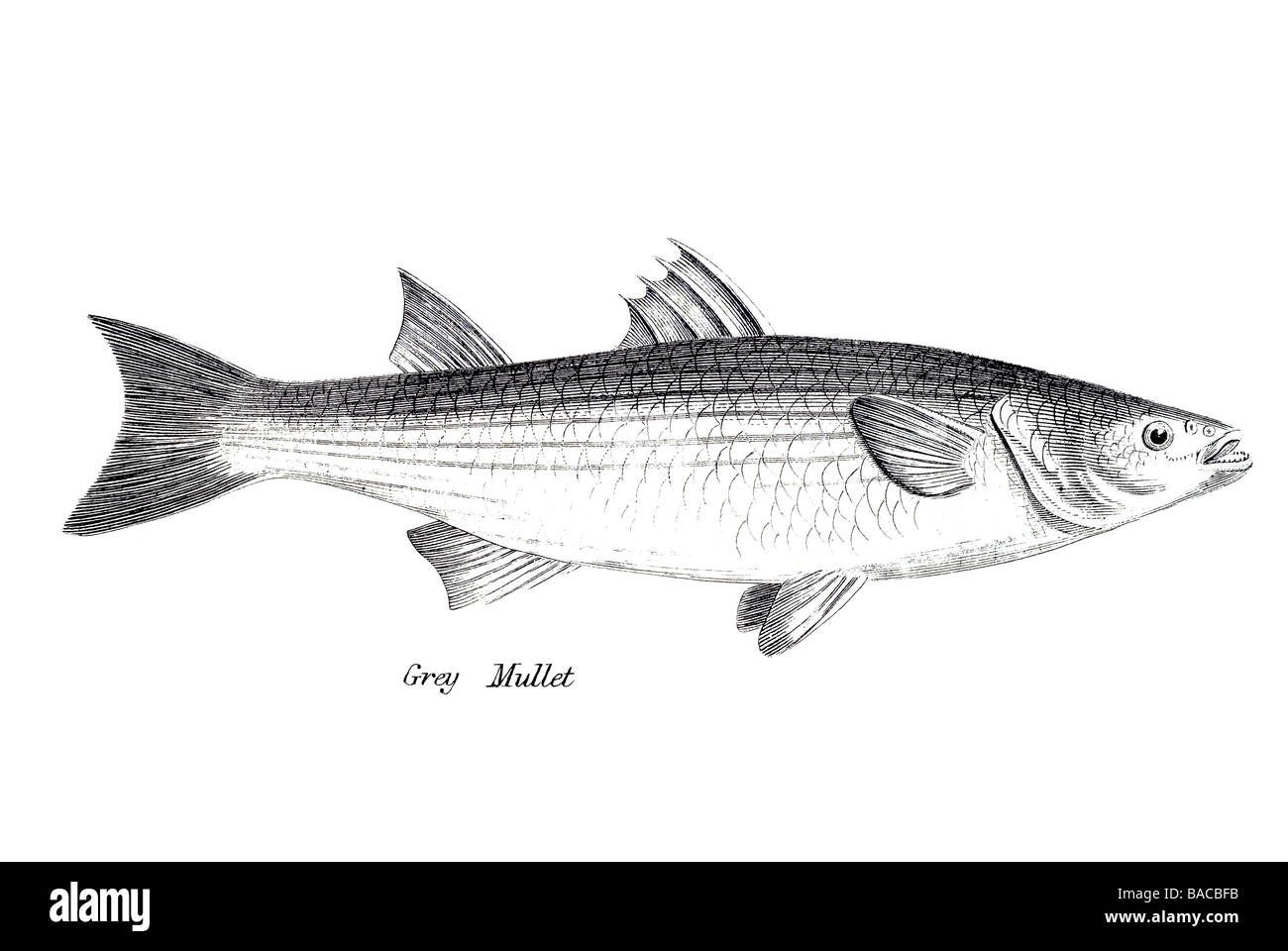 Grey mullet flathead mullet fish hi-res stock photography and images ...