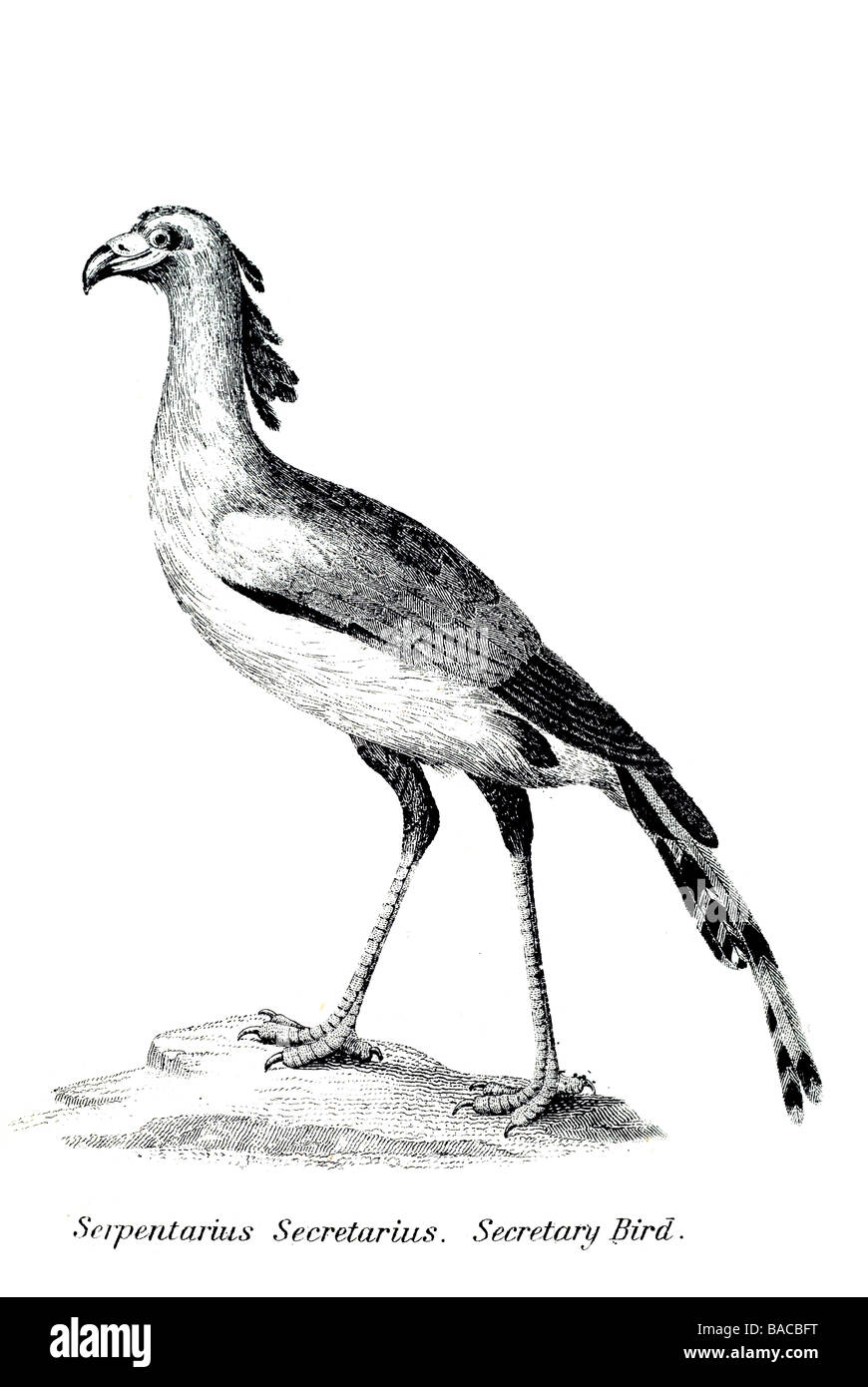 serpentarius secretarius secretary bird Sagittarius serpentarius ...