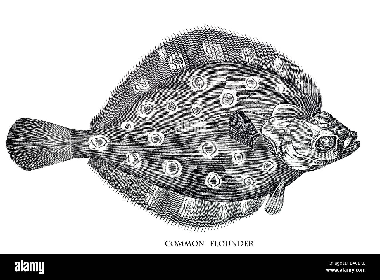 common flounder Platichthys Paralichthys flatfish ocean waters Northern ...