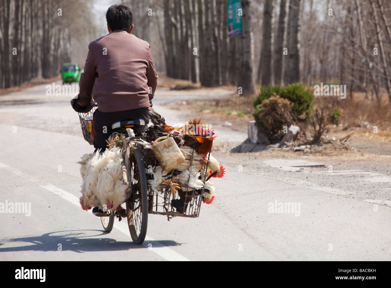 Transport Chickens Road High Resolution Stock Photography and Images ...