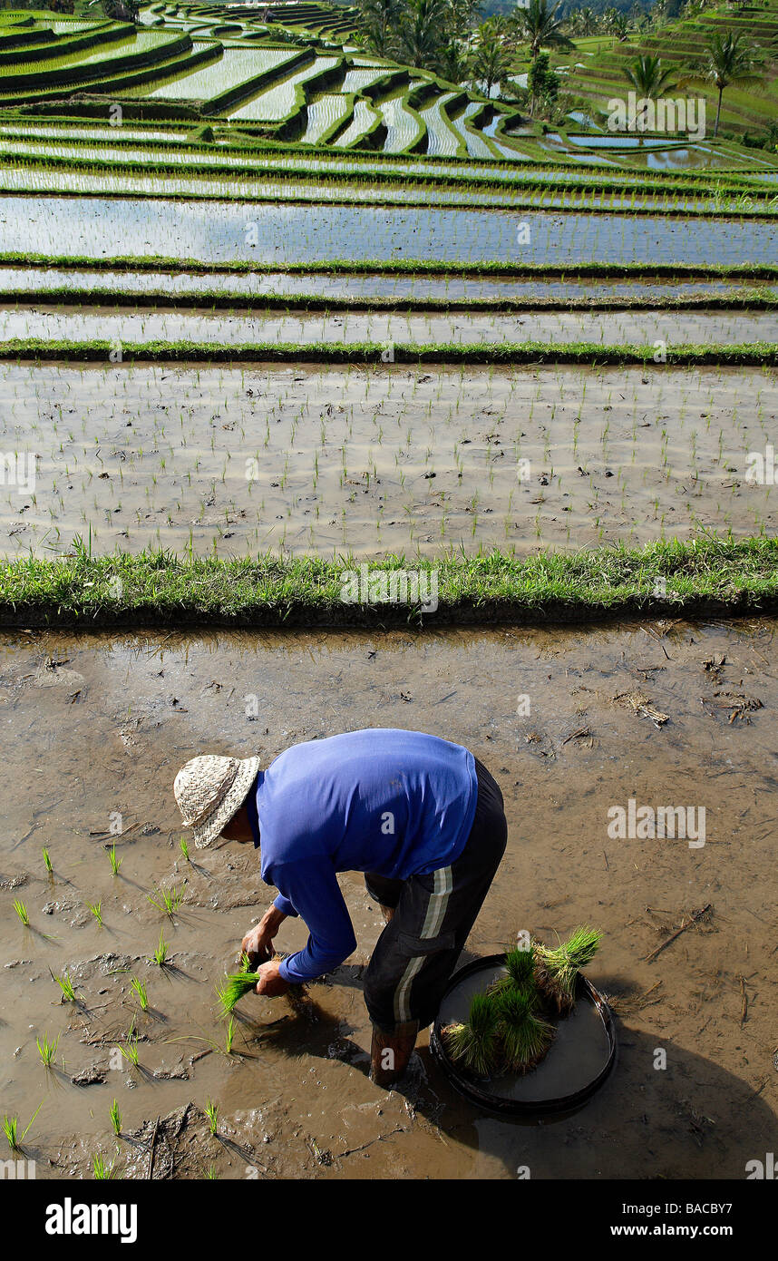 Indonesia, Bali, rice fields in the Centre island Stock Photo - Alamy