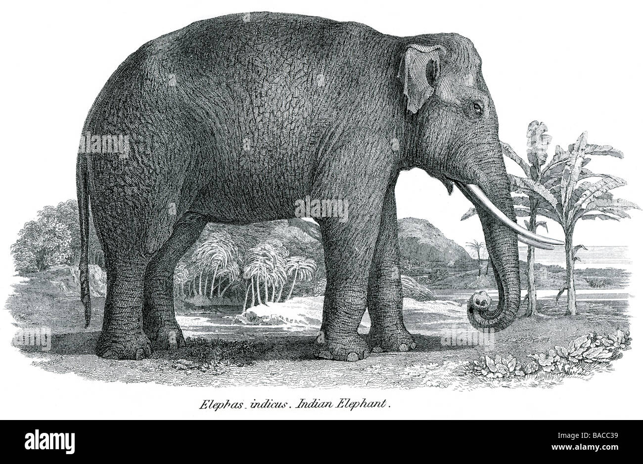 Elephas indicus drawing hi-res stock photography and images - Alamy