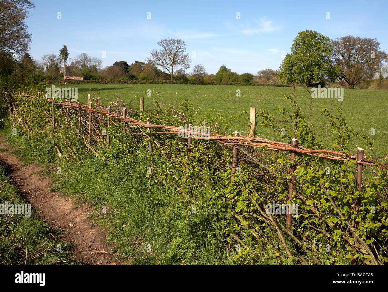 UK England traditional laid Hazel (Corylus) hedge with new spring ...
