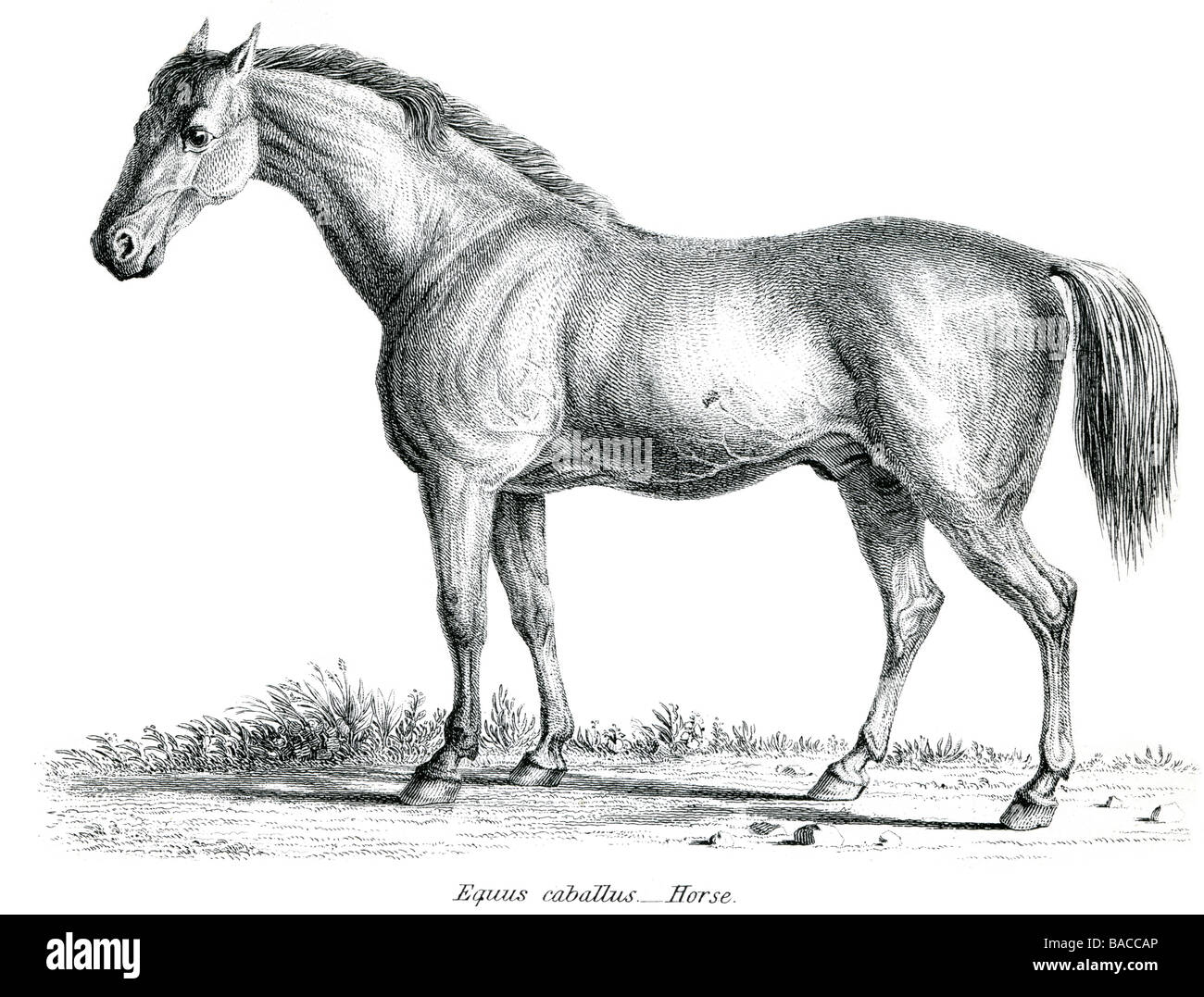 Horse drawing hi-res stock photography and images - Alamy