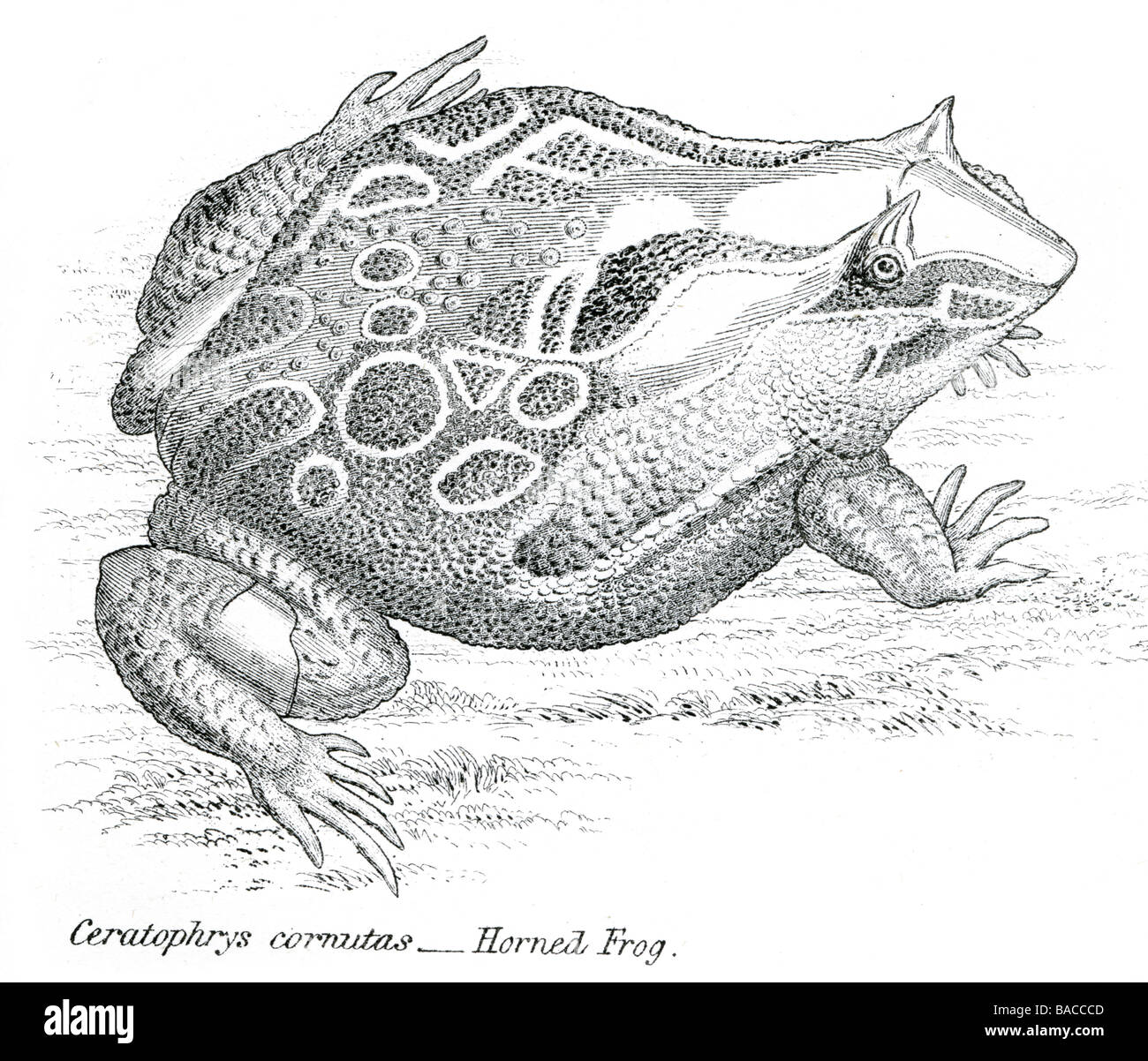 Ceratophrys cornutas hi-res stock photography and images - Alamy