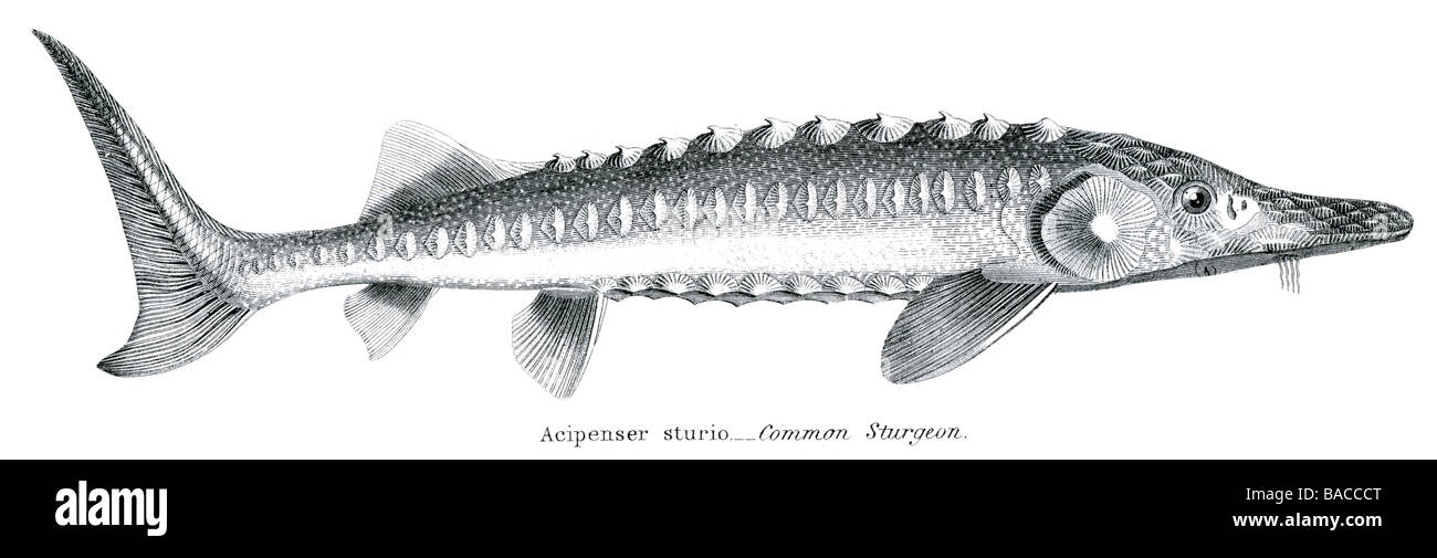 fish acipenser ruthenus sturgeon Acipenseridae Acipenser Huso ...