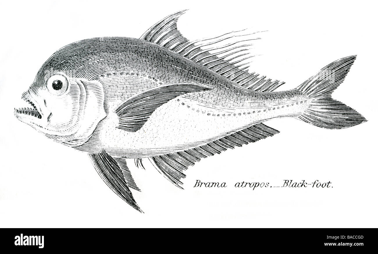 The cleftbelly trevally hi-res stock photography and images - Alamy