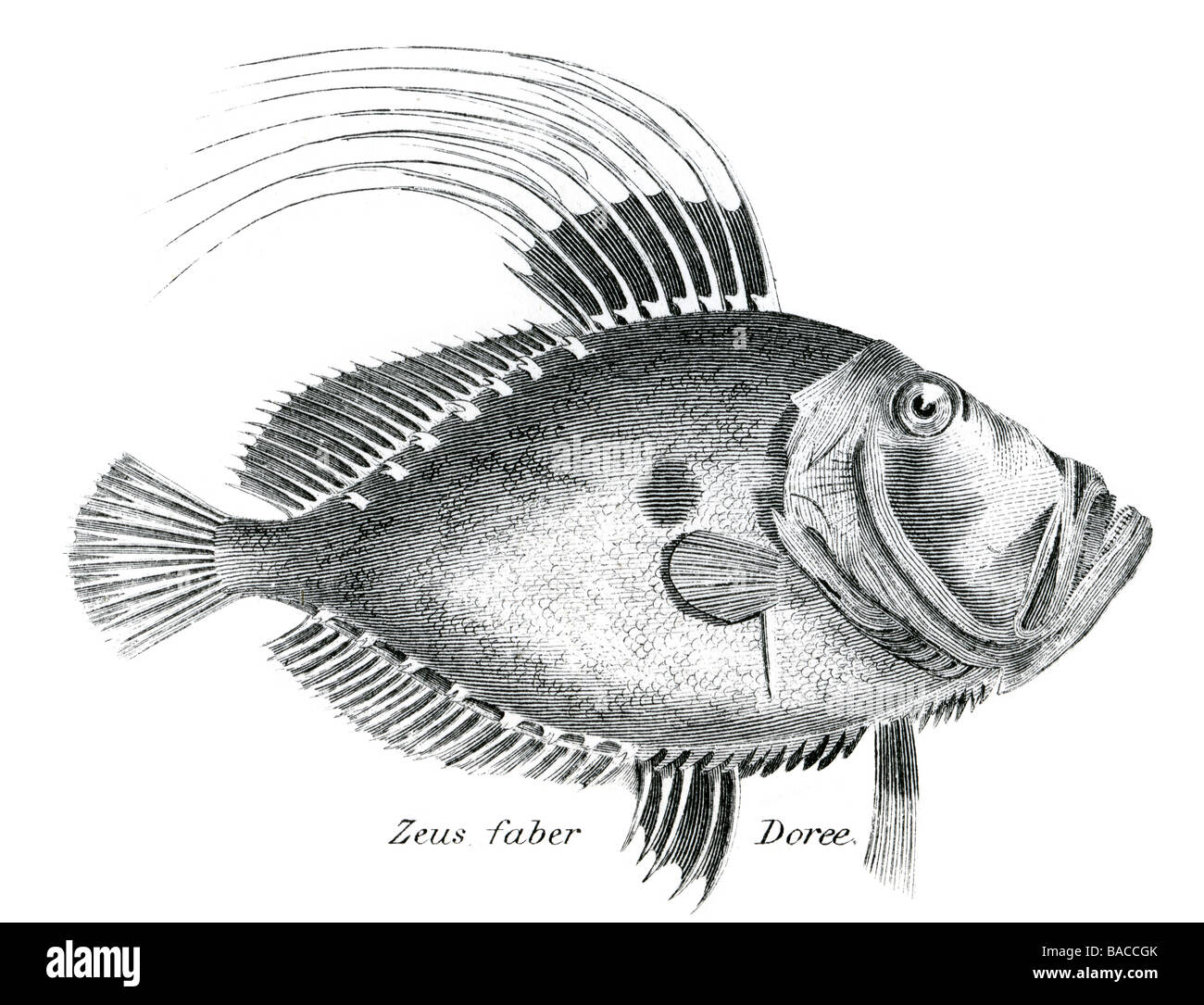 zeus faber doree John Dory, also known as St Pierre, refers to fish of ...