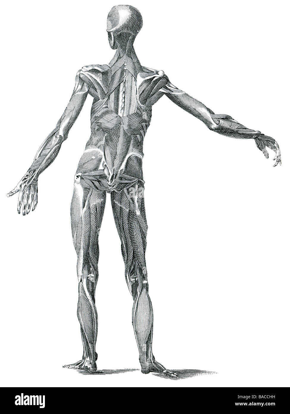 Mesodermal hi-res stock photography and images - Alamy