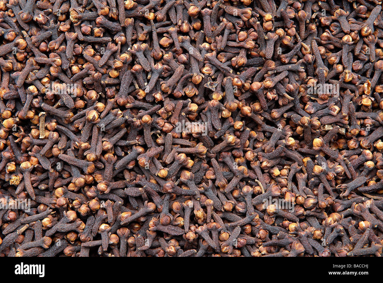 Indonesia, Bali, clove buds Stock Photo - Alamy