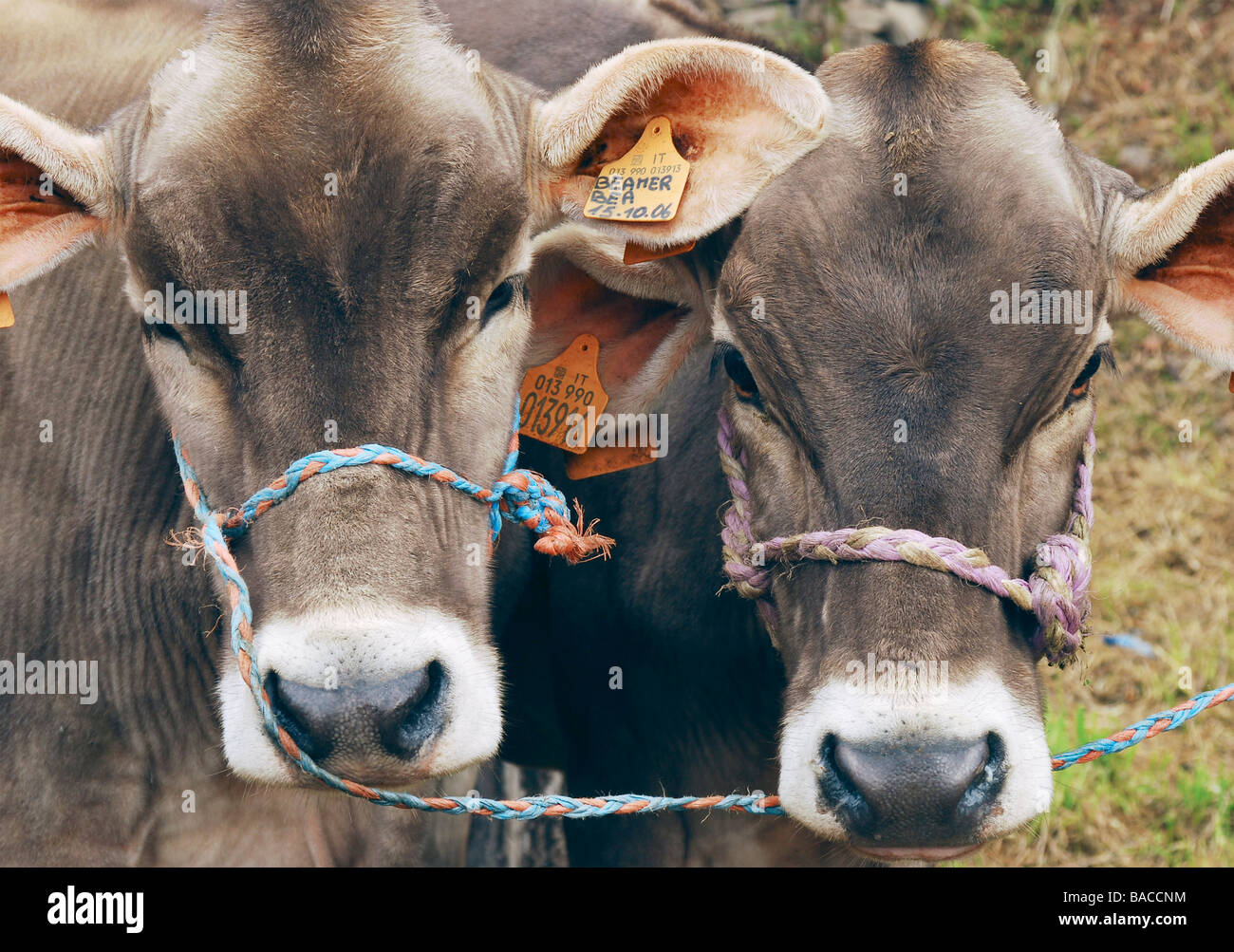 close up view of two calves Stock Photo - Alamy