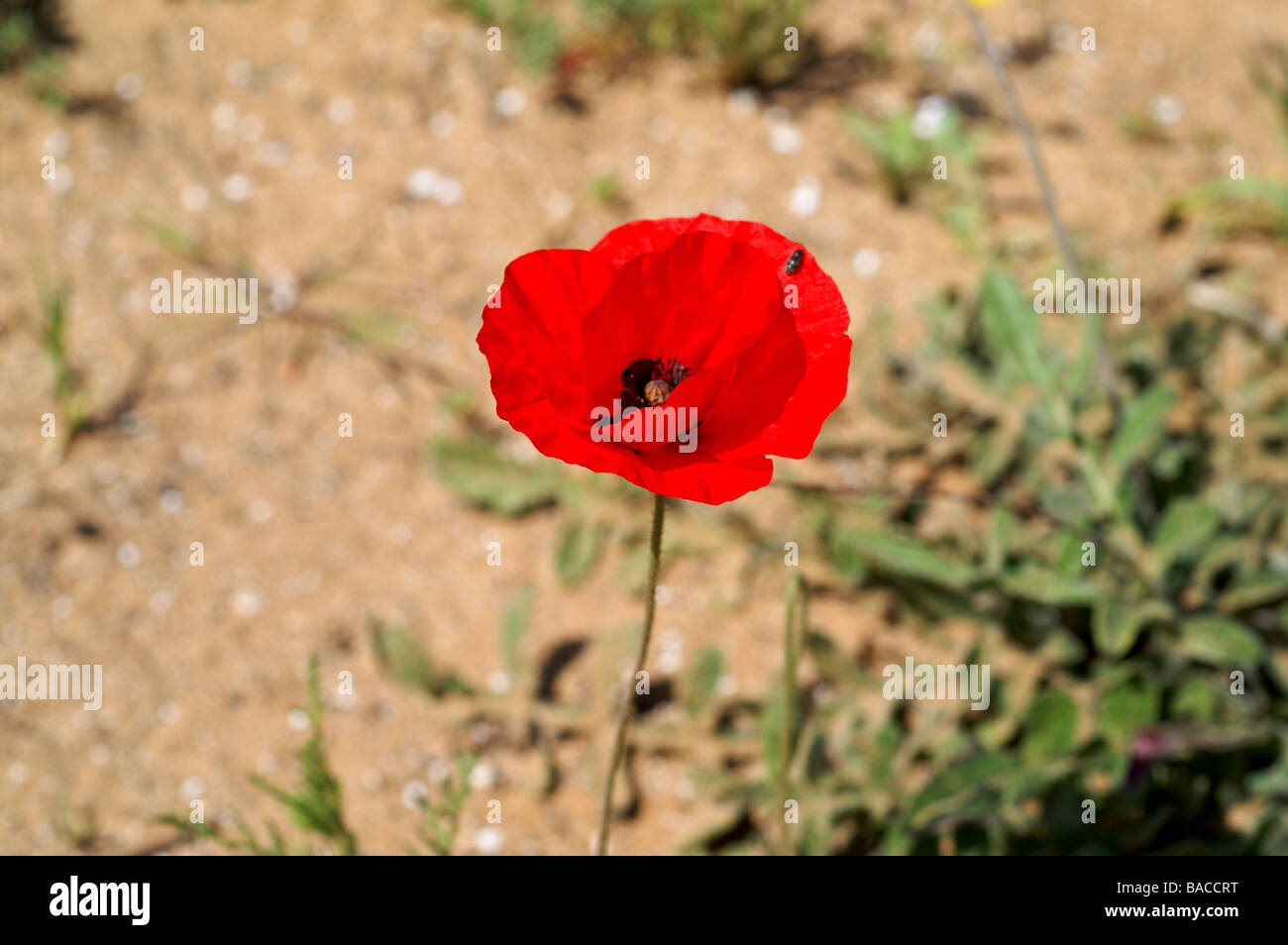 Israel Spring flower Red Poppy Stock Photo - Alamy