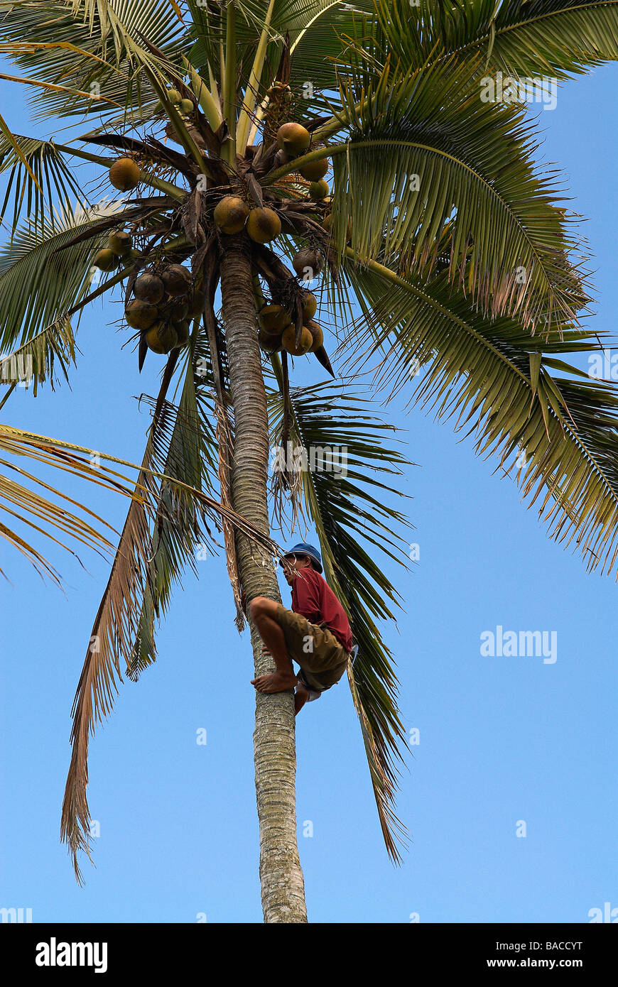 Coconut Picking High Resolution Stock Photography and Images - Alamy